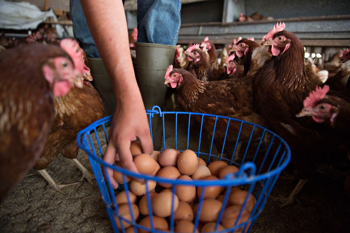 Easter Agri-Night Market highlights egg farmers - SKN SOURCE
