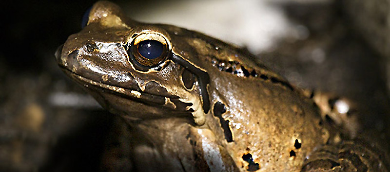 Glimmer of hope for mountain chicken frog which was once a national ...