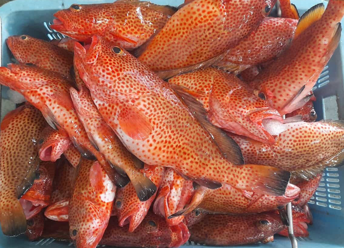 SKN to implement snapper, shrimp pilot programme in partnership with ...